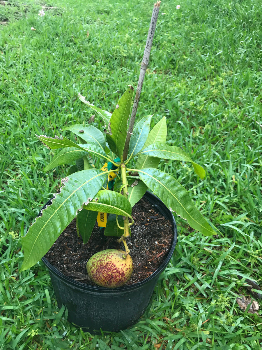 Buy Pickering Mango Tree Online | Caromaica – Watt Family Farms