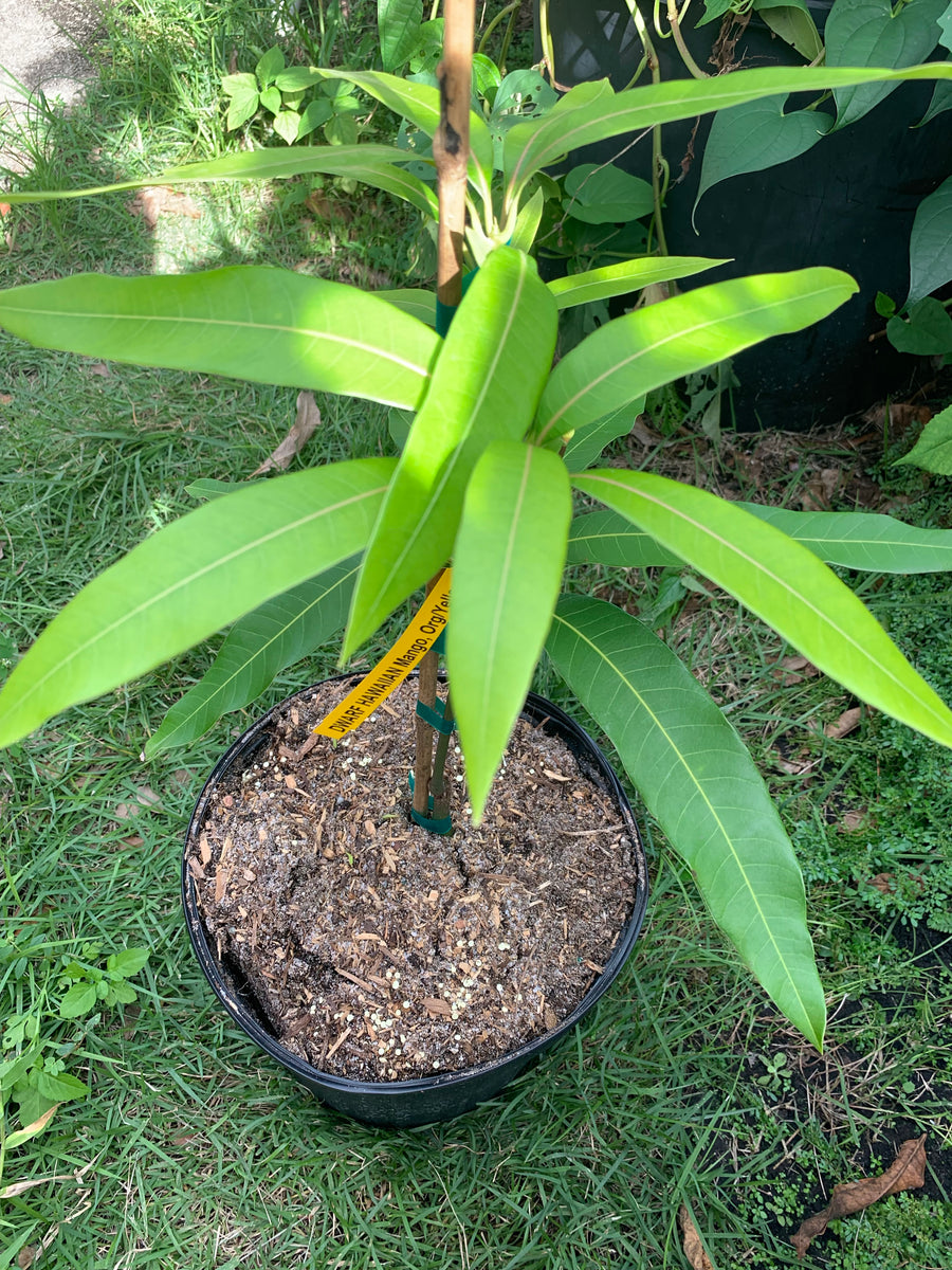 Dwarf Hawaiian Mango – Watt Family Farms