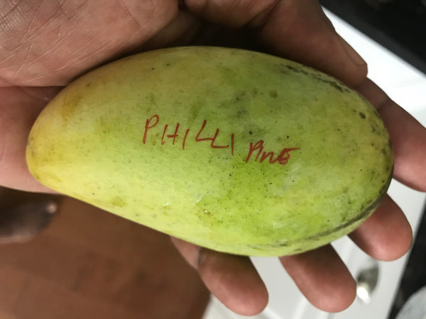 Buy Philippine Mango ‘Manilla’ Tree Online | Caromaica – Watt Family Farms