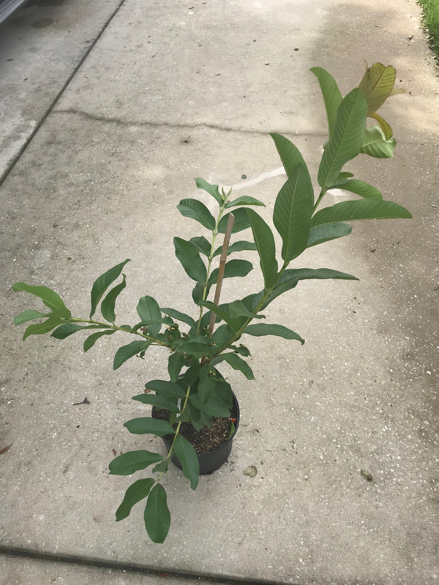 Buy Pink Guava "Ruby Supreme" Tree Online | Caromaica – Watt Family Farms