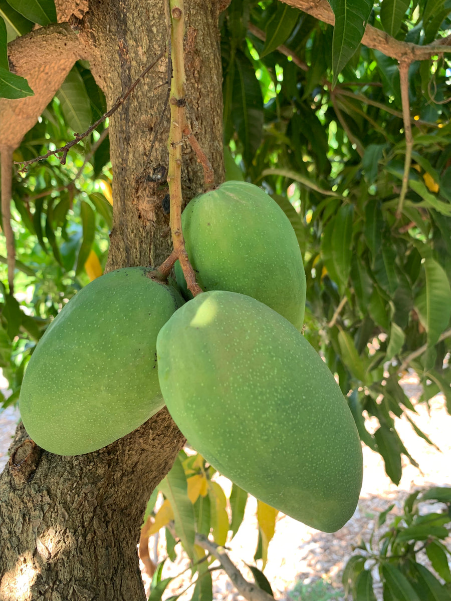 Buy Cogshall Mango Tree Online | Caromaica – Watt Family Farms