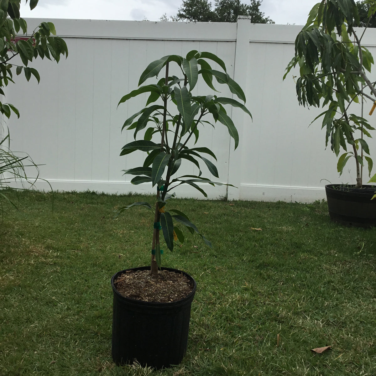 Buy CAC Mango Tree Online | Caromaica – Watt Family Farms