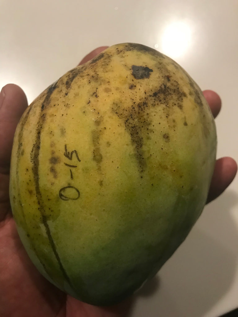 Buy O-15 Mango Tree Online | Caromaica – Watt Family Farms