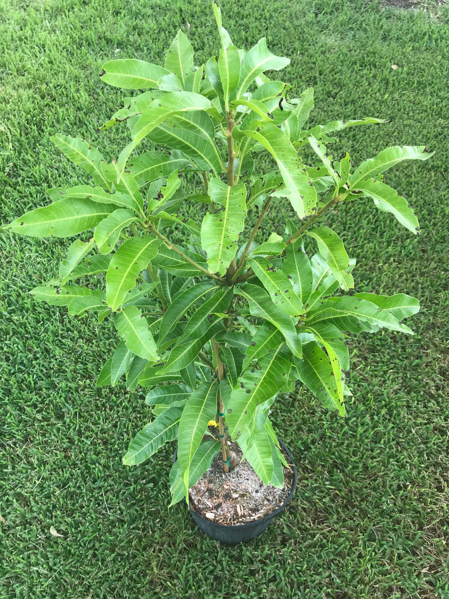 Buy Juliette Mango Tree Online | Caromaica – Watt Family Farms