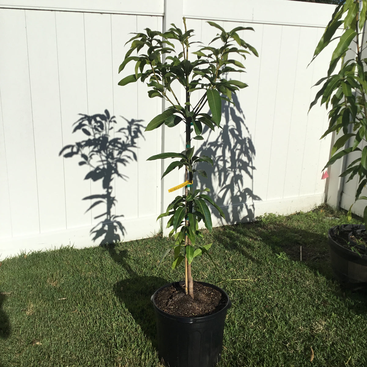 Buy Peach Cobbler Mango Tree Online | Caromaica – Watt Family Farms