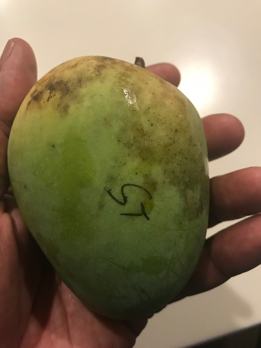 Buy Sweet Tart Mango Tree Online | Caromaica – Watt Family Farms