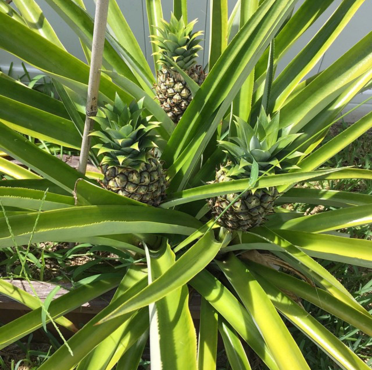 Buy Pineapple "Elite Gold" Tree Online | Caromaica – Watt Family Farms