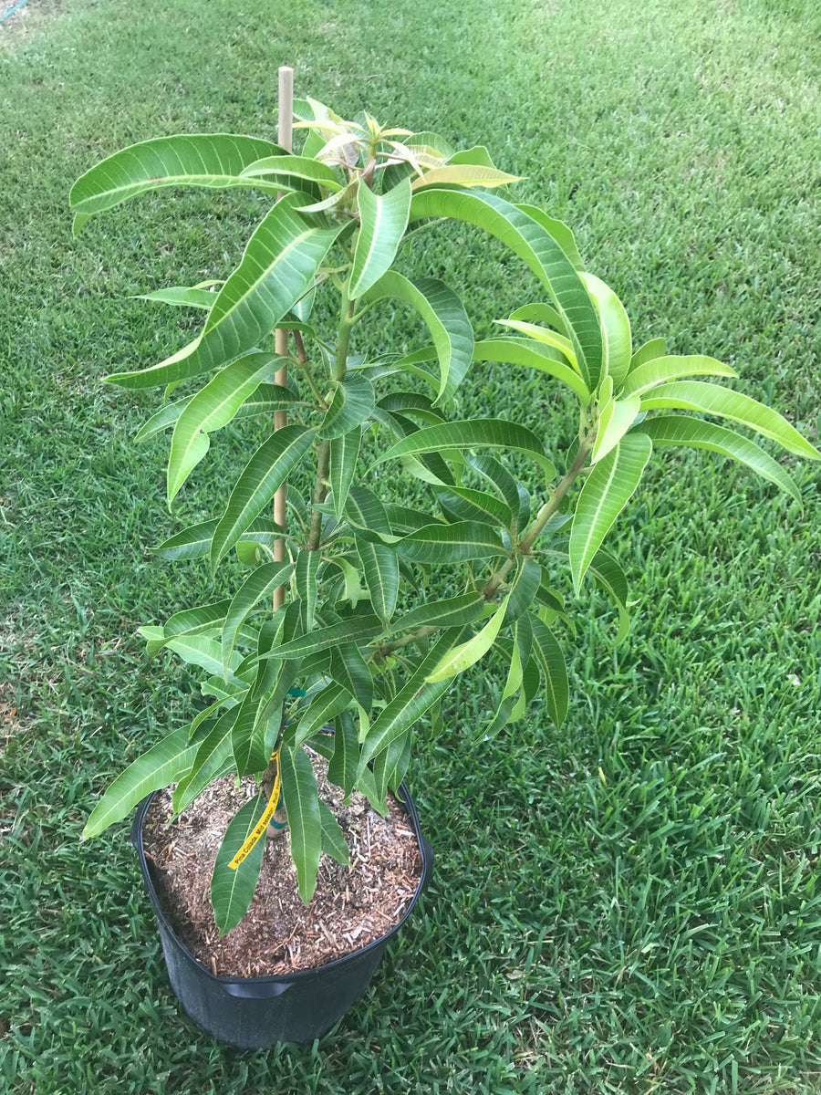 Buy Pina Colada Mango Tree Online | Caromaica – Watt Family Farms