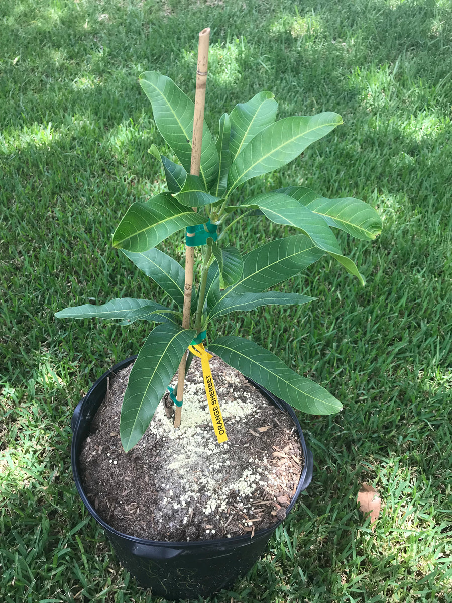 Buy Orange Sherbet Mango Tree Online | Caromaica – Watt Family Farms