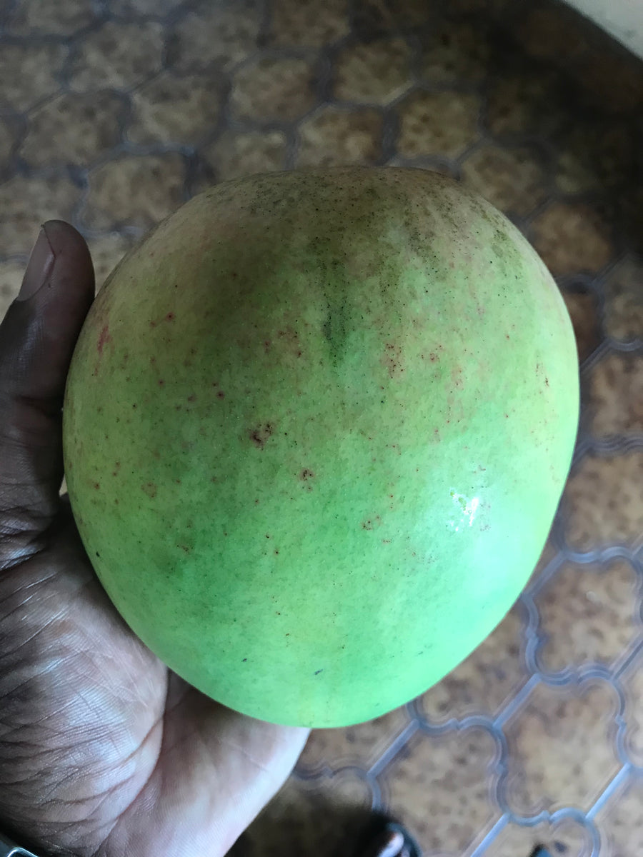 Buy Harvest Moon Mango Tree Online | Caromaica – Watt Family Farms