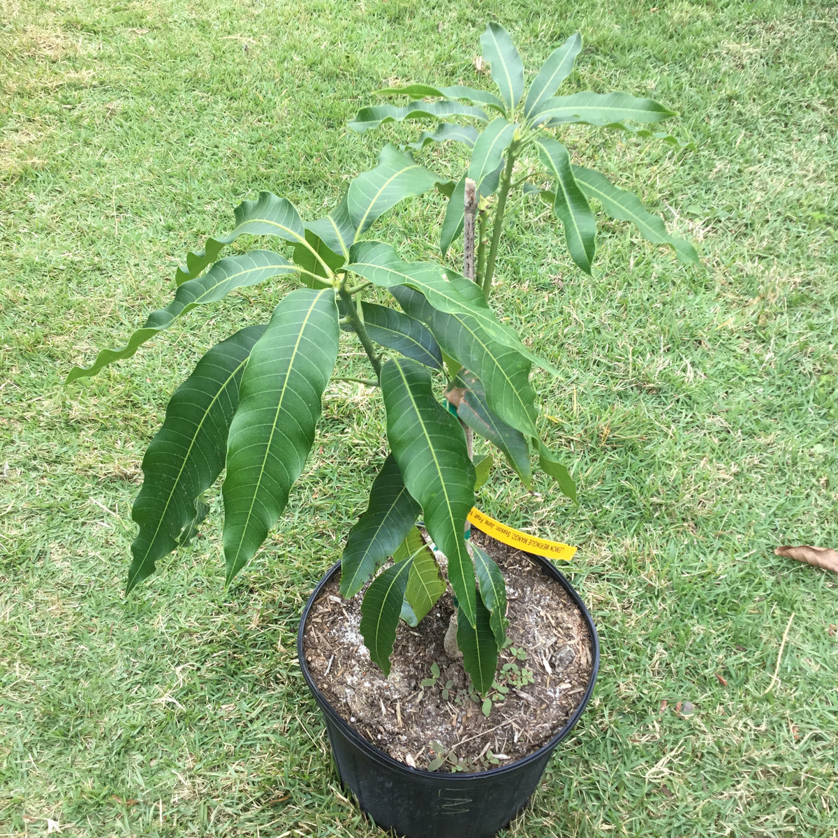 Buy Lemon Meringue Mango Tree Online | Caromaica – Watt Family Farms