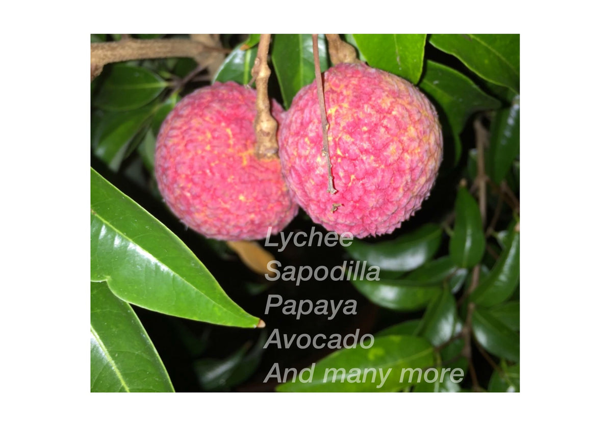 Buy Hak Ip Lychee Tree Online | Caromaica – Watt Family Farms