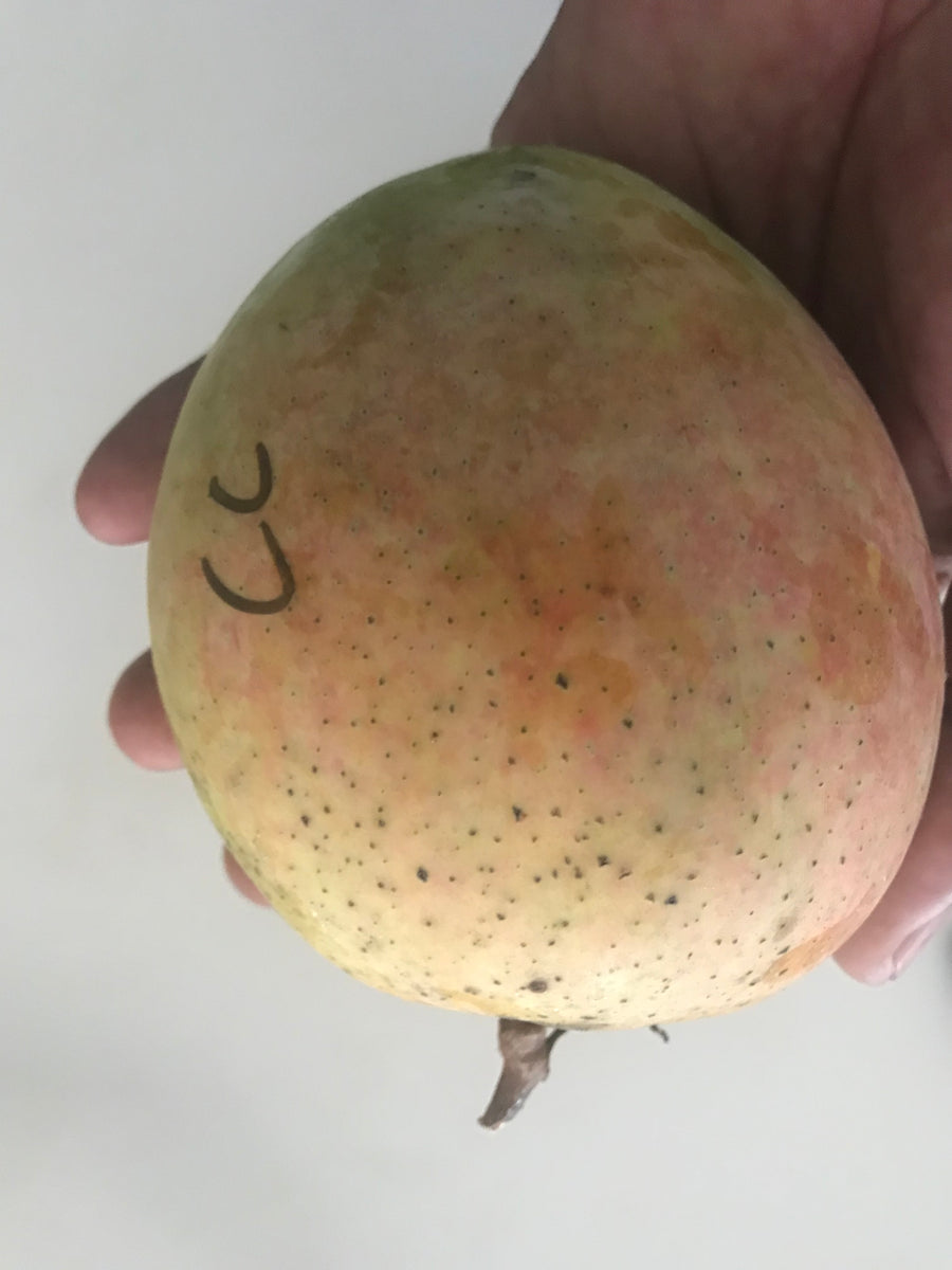 Buy Cotton Candy Mango Tree Online | Caromaica – Watt Family Farms