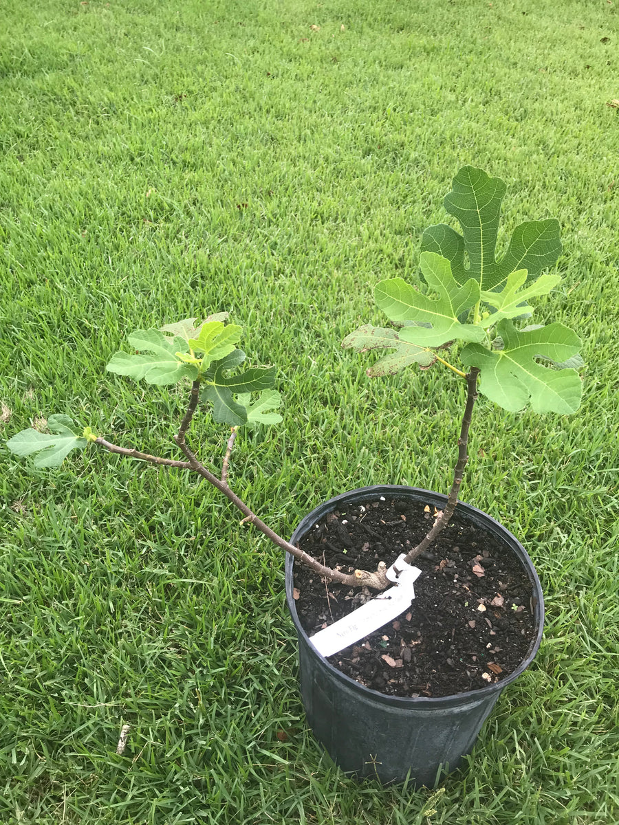 Buy Nero Fig Tree Online | Caromaica – Watt Family Farms