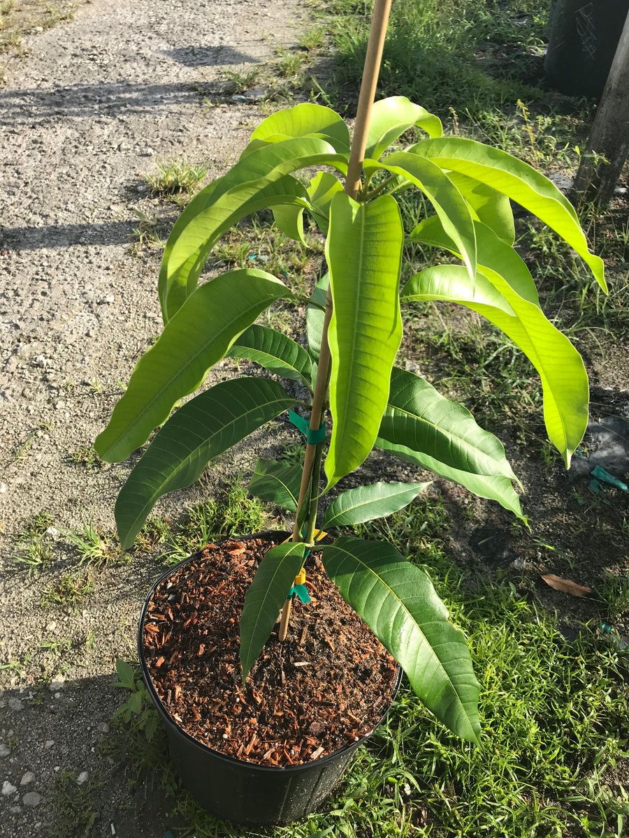 Buy Duncan Mango Tree Online | Caromaica – Watt Family Farms