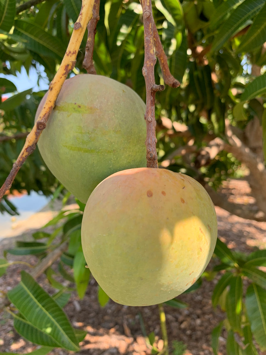 Buy Rosigold Mango Tree Online | Caromaica – Watt Family Farms