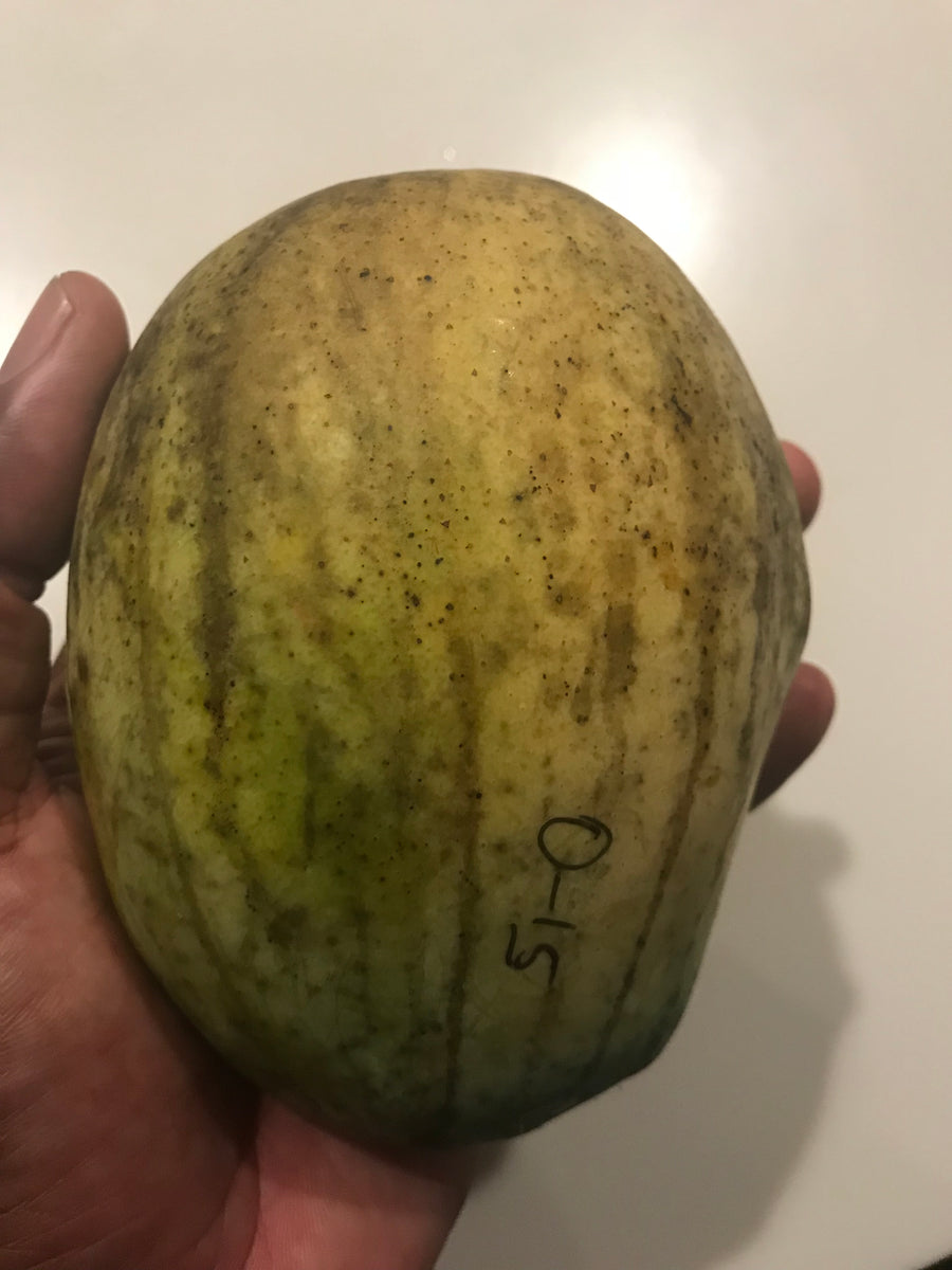 Buy O-15 Mango Tree Online | Caromaica – Watt Family Farms