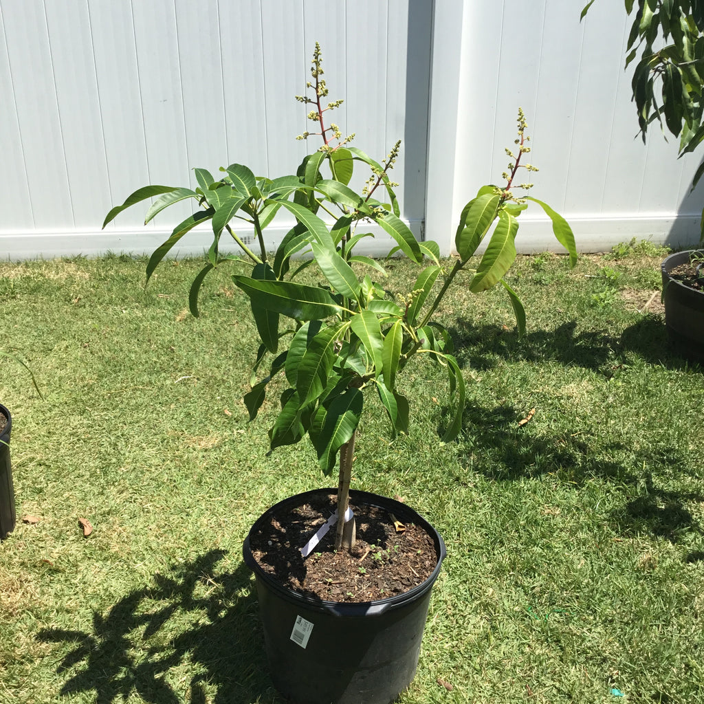 Buy Coconut Cream Mango Tree Online | Caromaica – Watt Family Farms