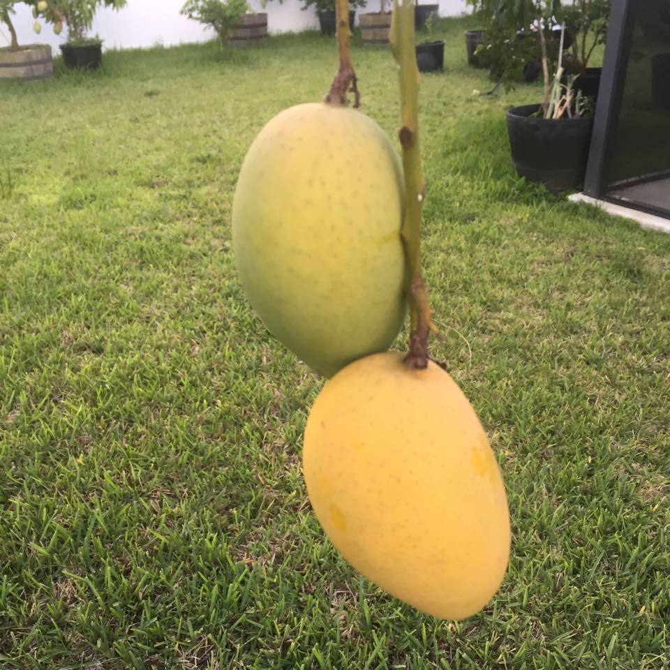 Buy Lemon Meringue Mango Tree Online | Caromaica – Watt Family Farms