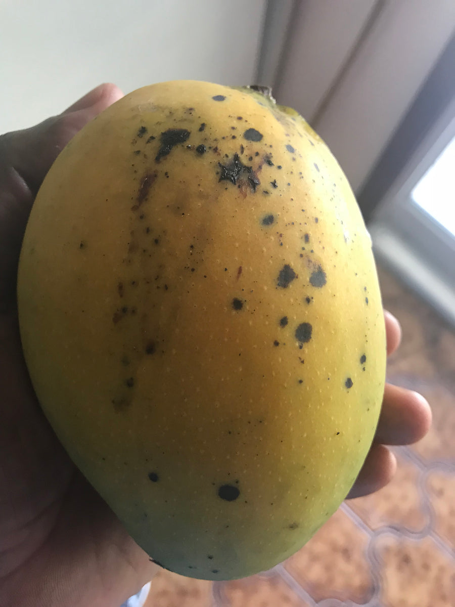 Buy Karen Michelle Mango Tree Online | Caromaica – Watt Family Farms