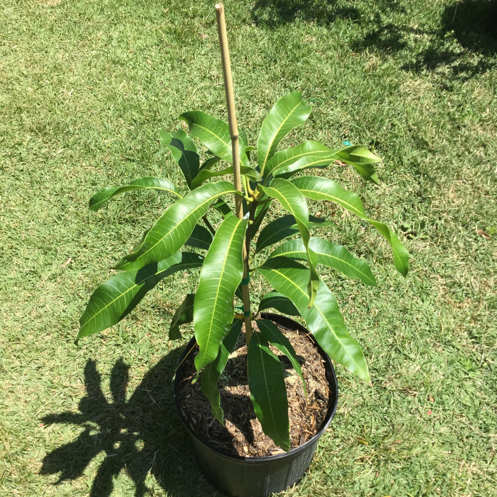 Buy Super Julie Mango Tree Online | Caromaica – Watt Family Farms