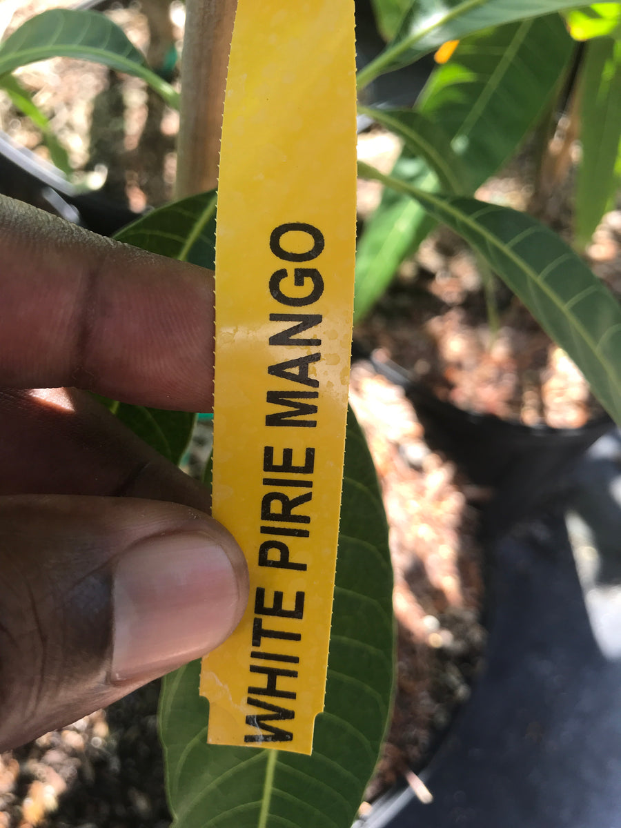 Buy White Pirie Mango Tree Online | Caromaica – Watt Family Farms