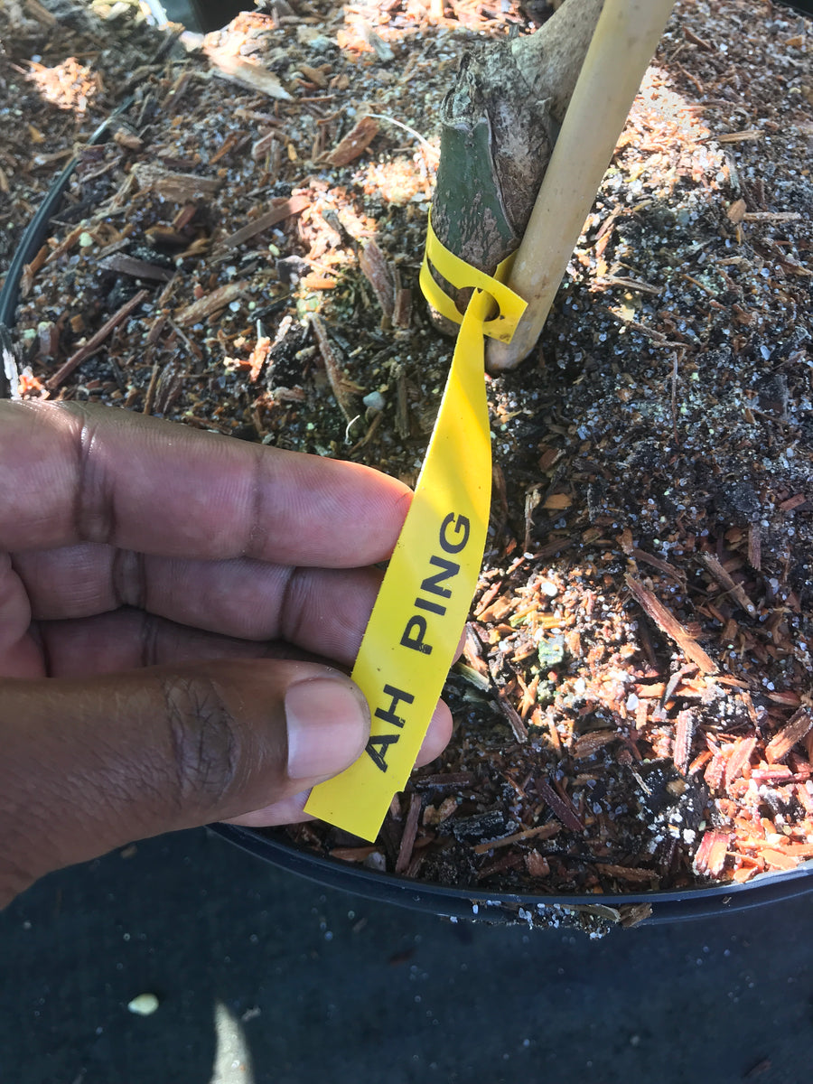 Buy Ah Ping Mango Tree Online | Caromaica – Watt Family Farms